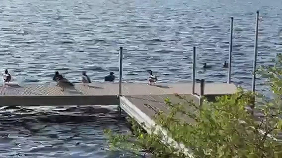 Duck dock | newscentermaine.com