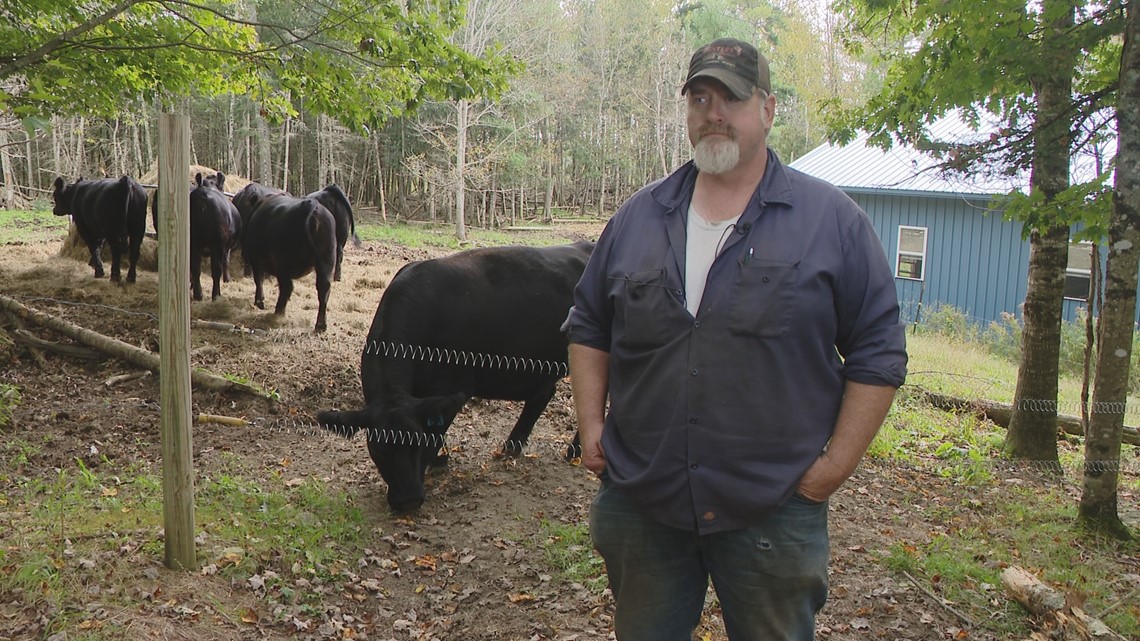 Broadway the cow returned home after being lost for 8 days ...