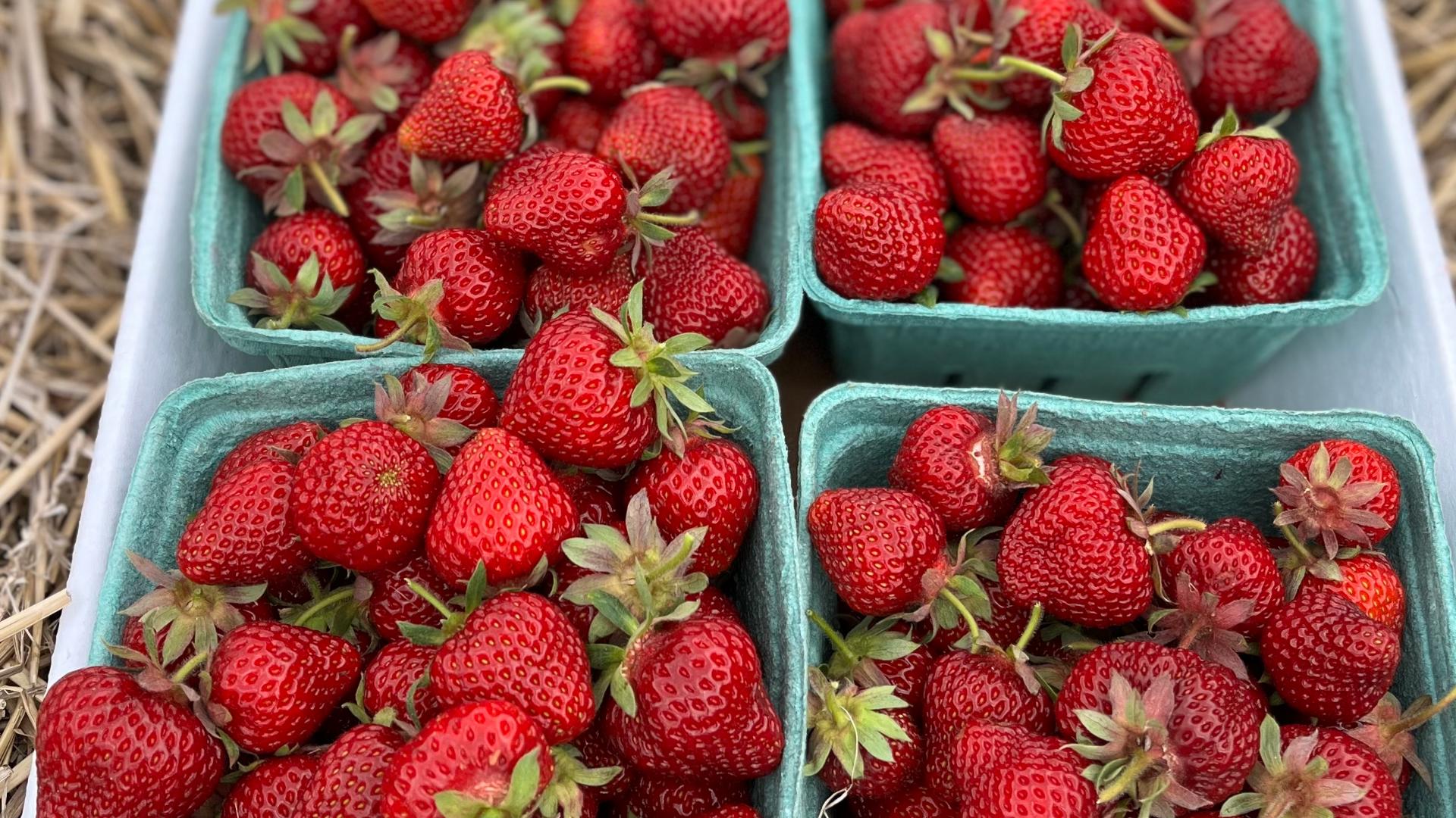Cape Elizabeth, Maine, Jordan's Farm takes over Maxwell's strawberry ...