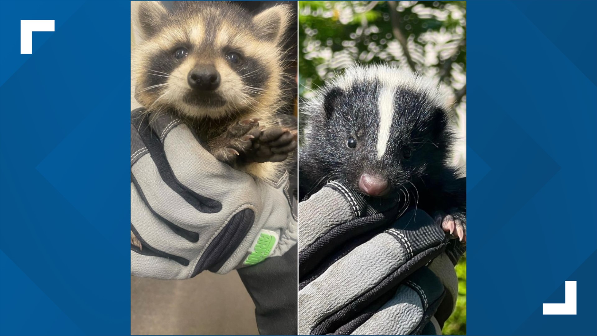 Spring: It's officially wildlife baby animal season in Maine ...