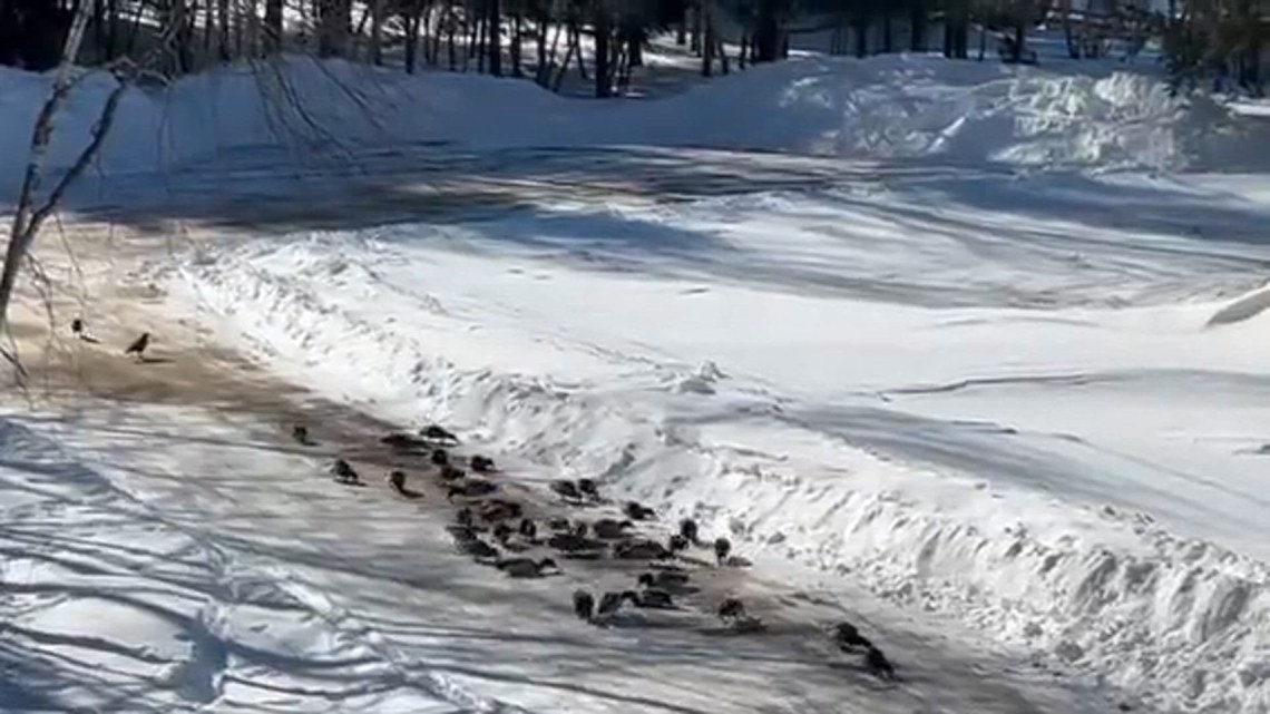Hungry Ducks at Forest Lake | newscentermaine.com