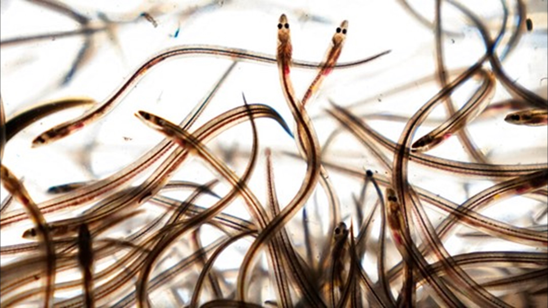 Maine's 2022 elver fishing season begins March 22 | newscentermaine.com