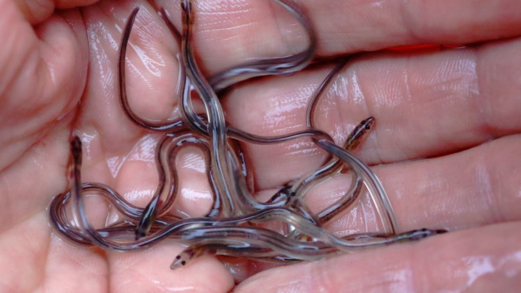 Elver fishing remains highly lucrative in Maine | newscentermaine.com