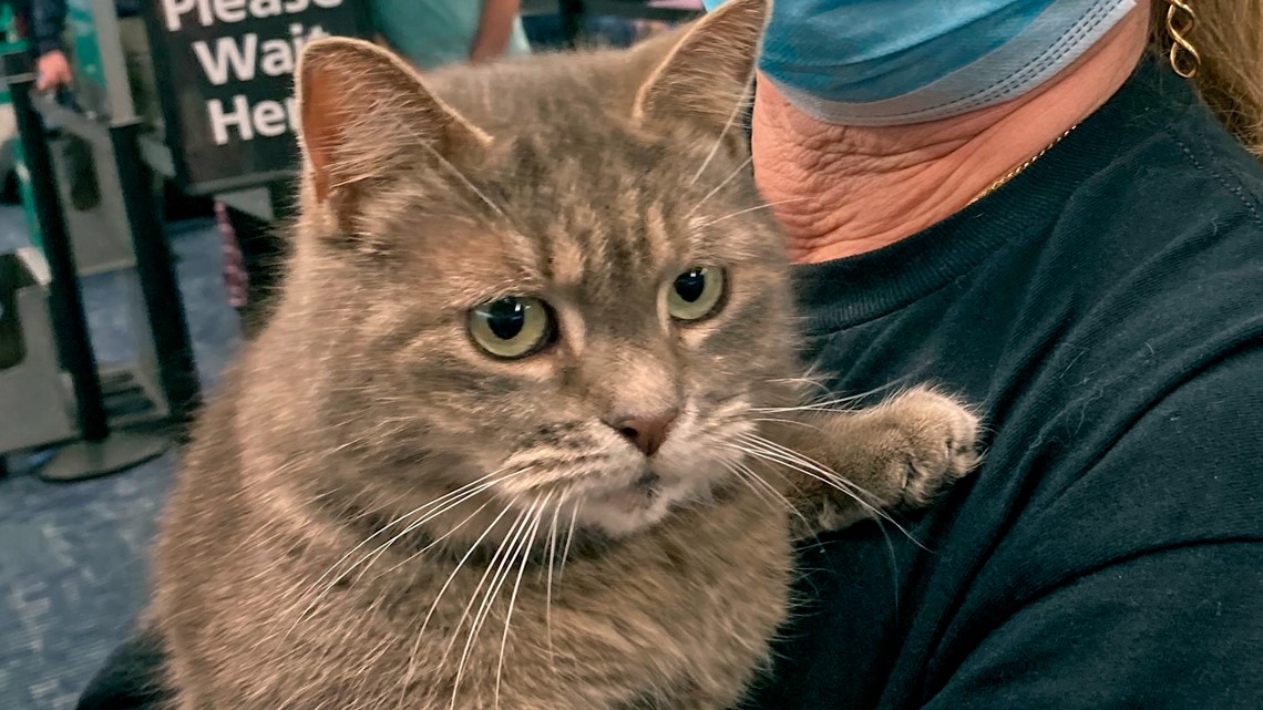 Snowbird kitty: Lost cat heads home to ME — from Florida ...