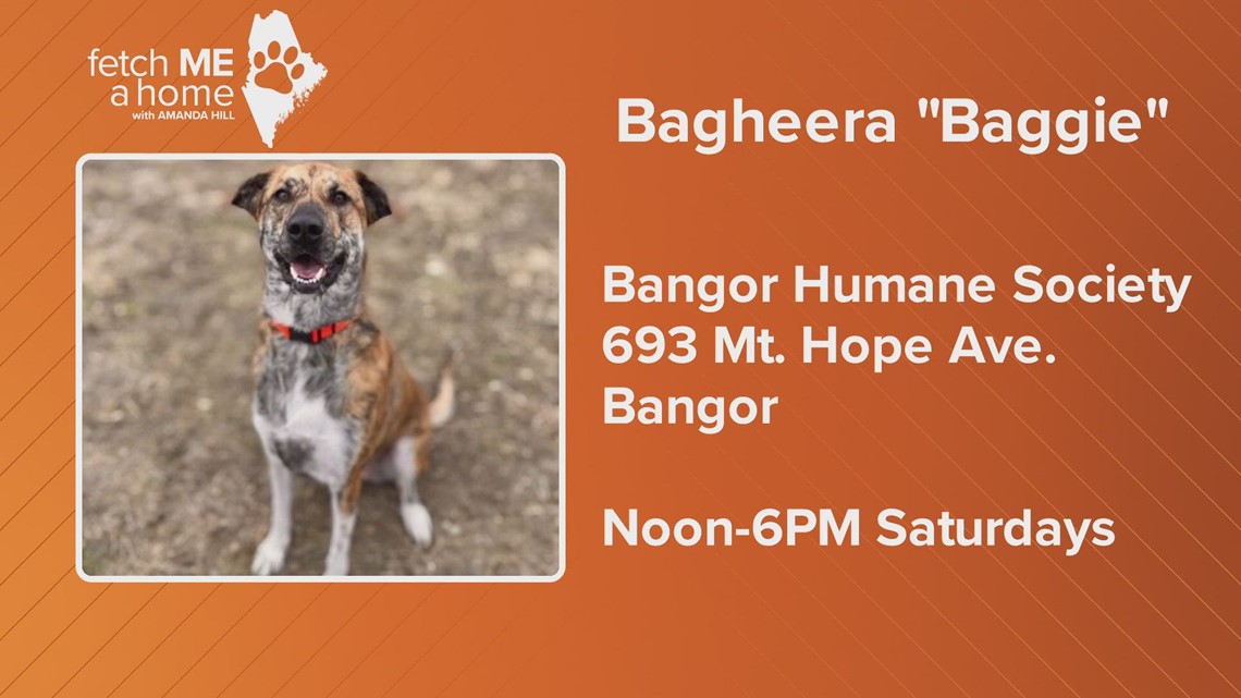 Fetch ME a Home: Meet Bagheera | newscentermaine.com