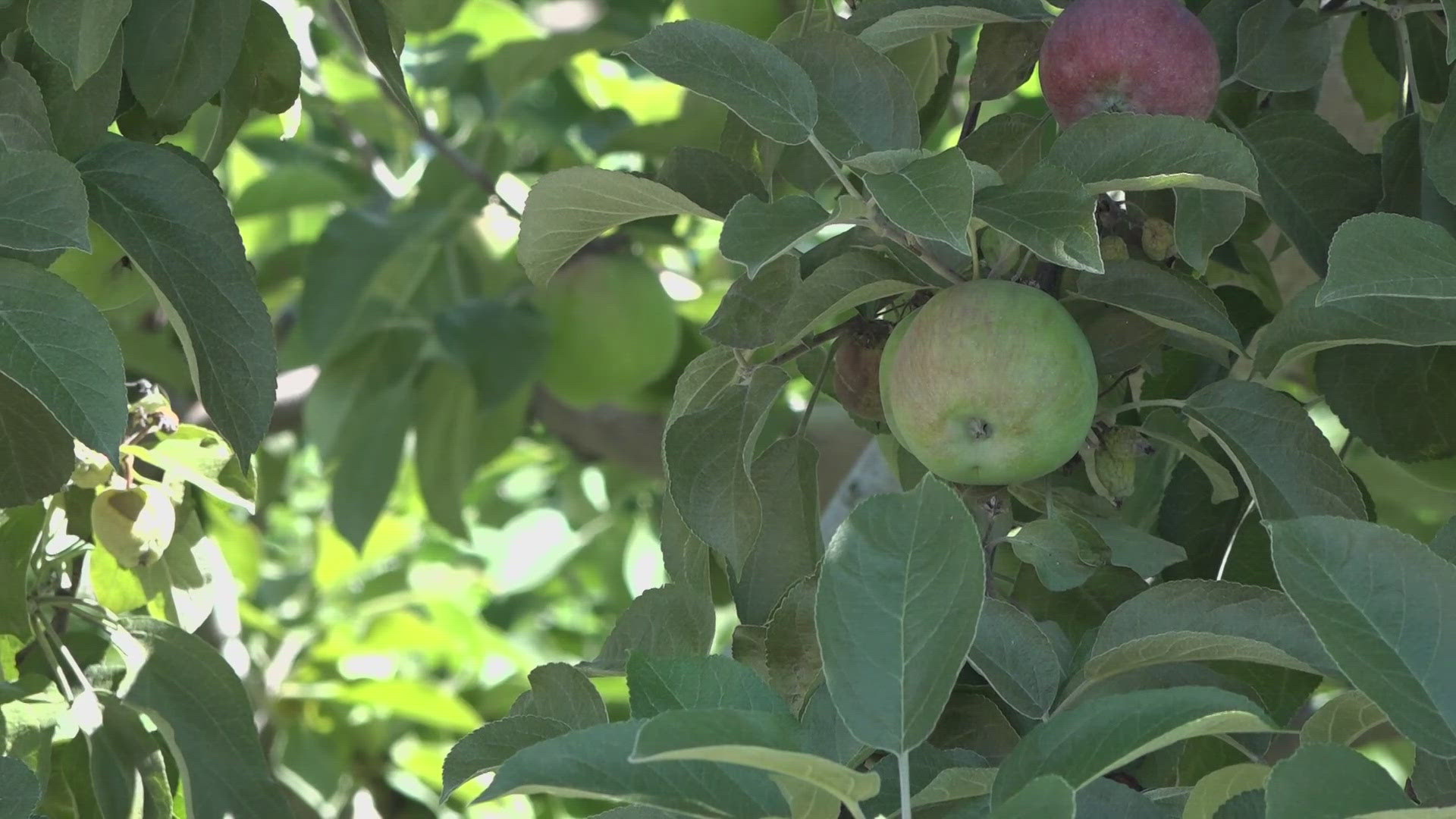 Limerick, Maine apple orchard will not open for 2025 season ...