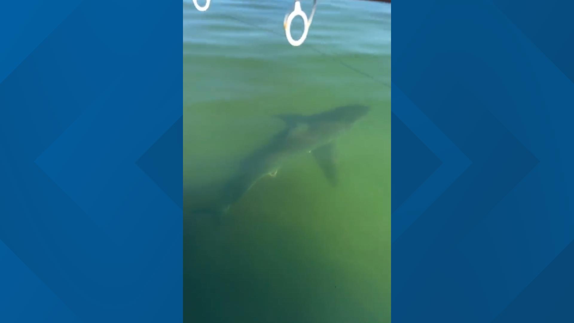 Fisherman films great white shark sighting near Saco Bay ...