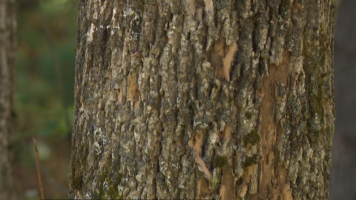 Hundreds of ash trees are dying amid invasive insect threat ...