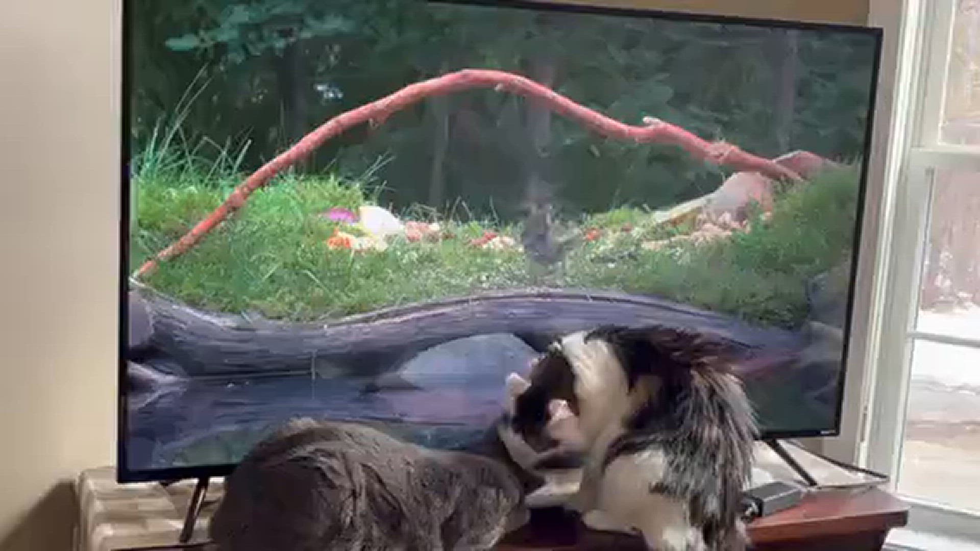 Kitties getting Spring Fever | newscentermaine.com