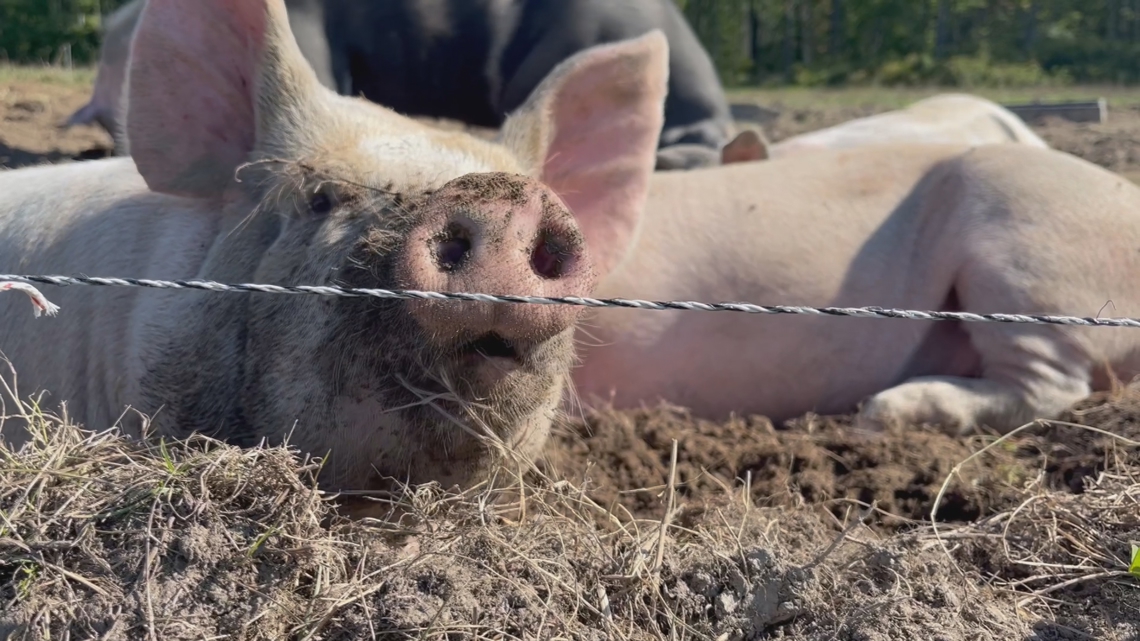 Western Maine pigs test positive for parasites | newscentermaine.com