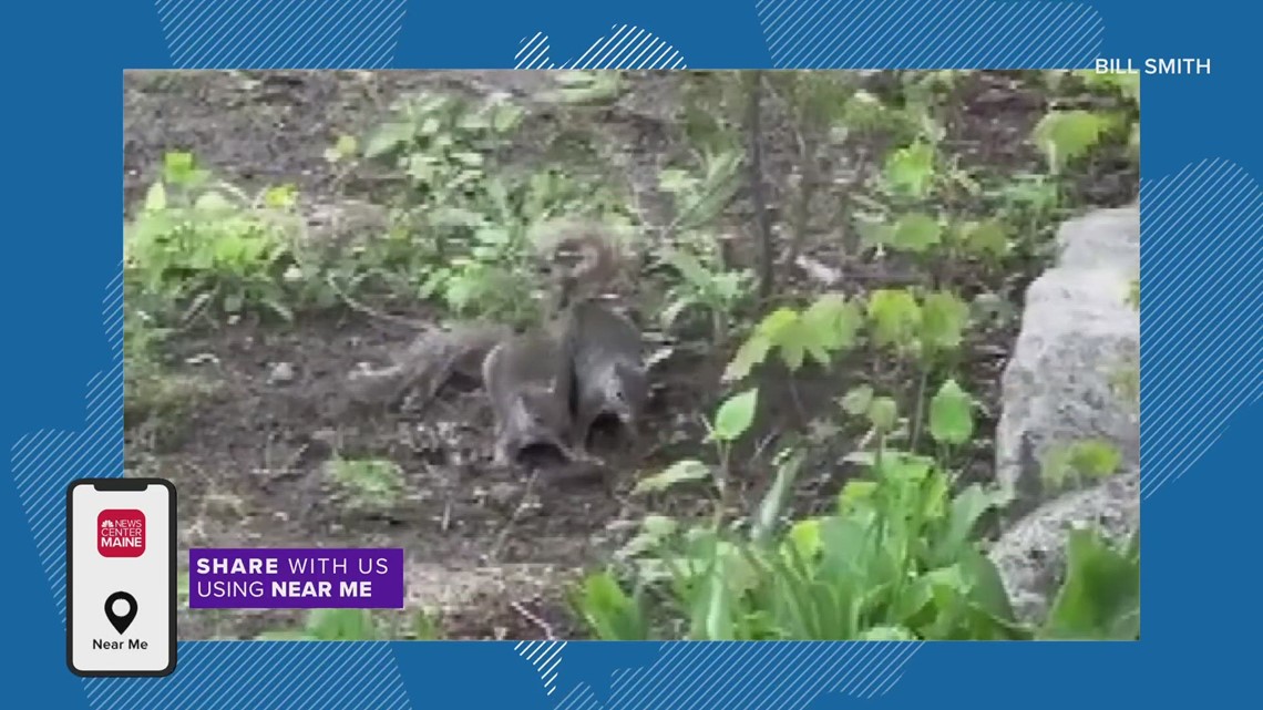 Watch: Two squirrels fight in Westbrook | newscentermaine.com