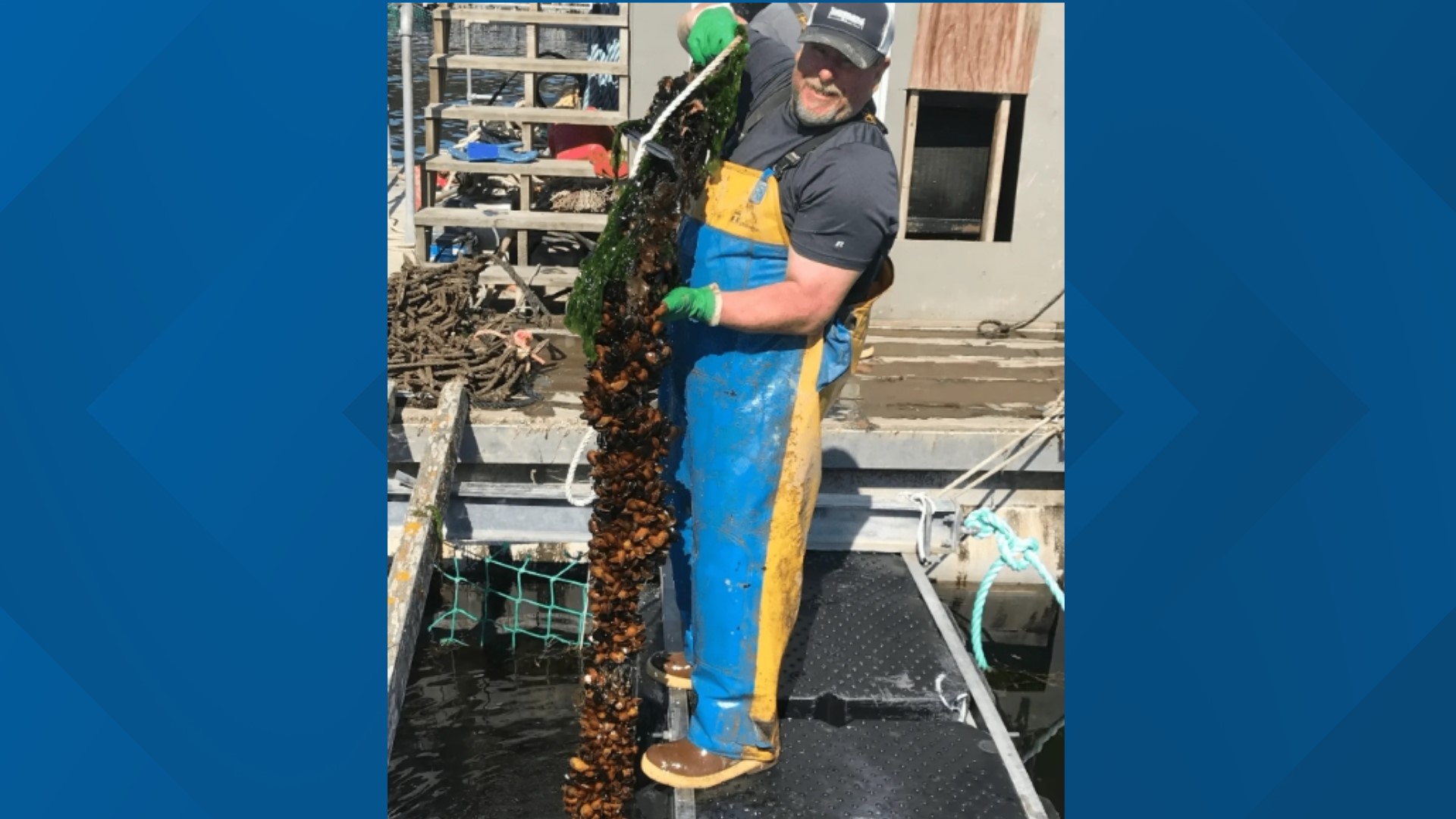 Maine mussels are disappearing, climate change | newscentermaine.com