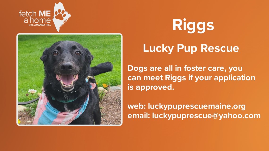 Fetch ME A Home: Meet Riggs, a Lab mix who loves to snuggle ...