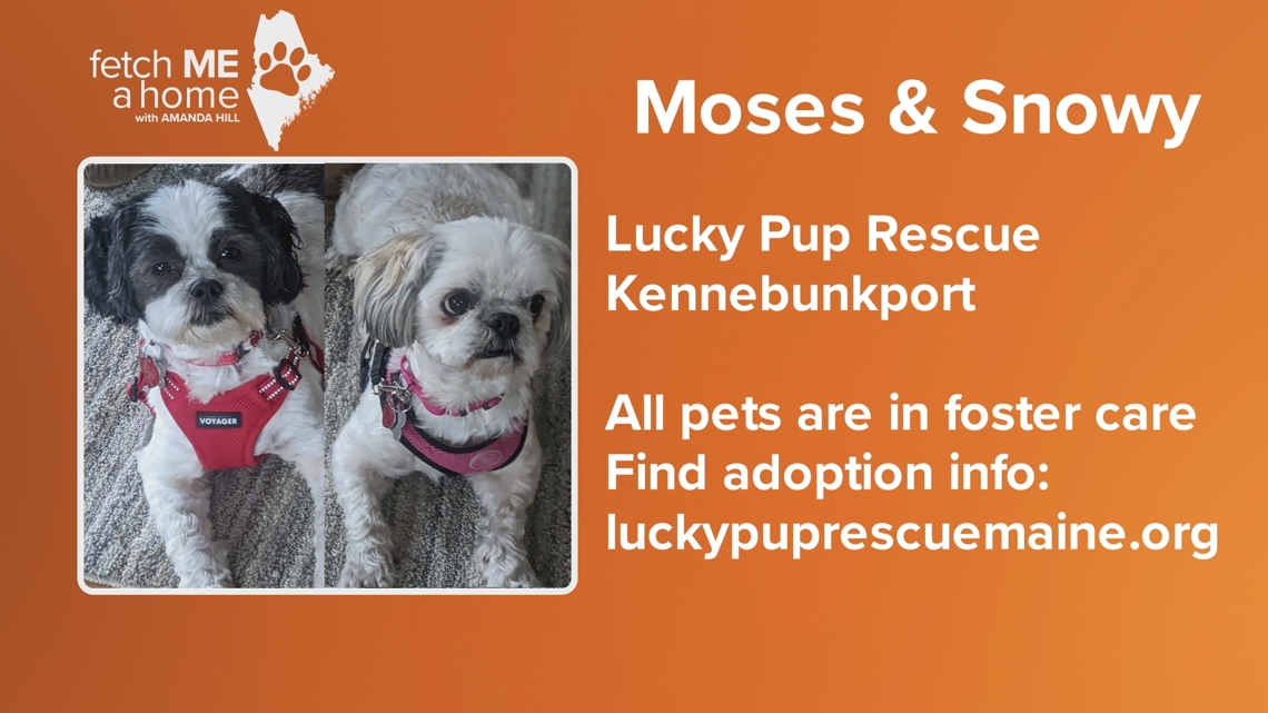 Fetch ME a Home | Meet Snowy and Moses | newscentermaine.com