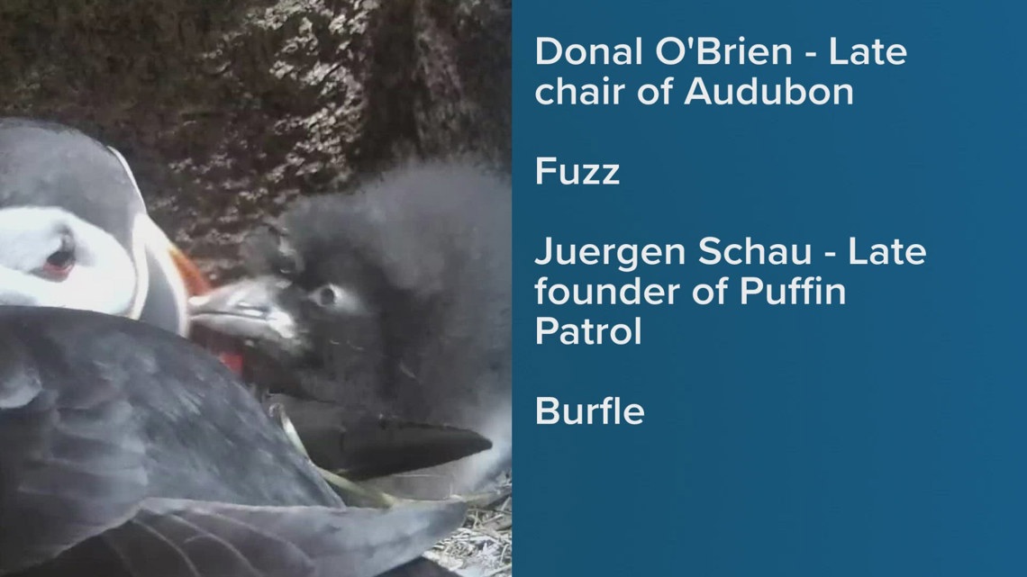 Puffin Watch: Researchers seek help naming Burrow 59 puffling ...