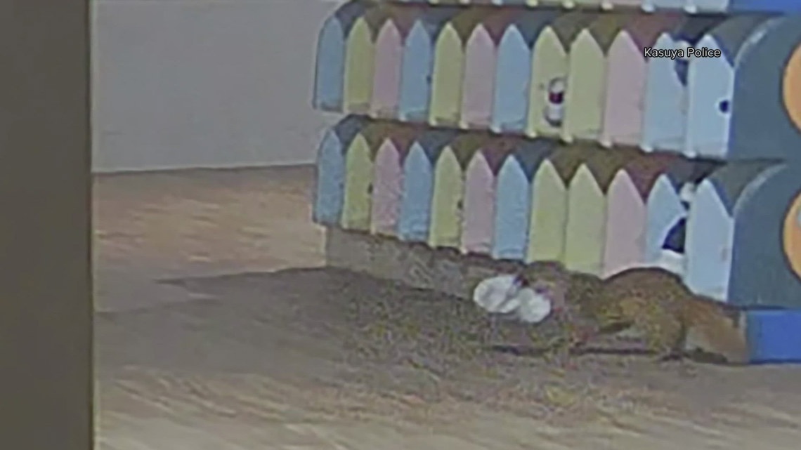 Sneaky shoe thief caught in the act | newscentermaine.com