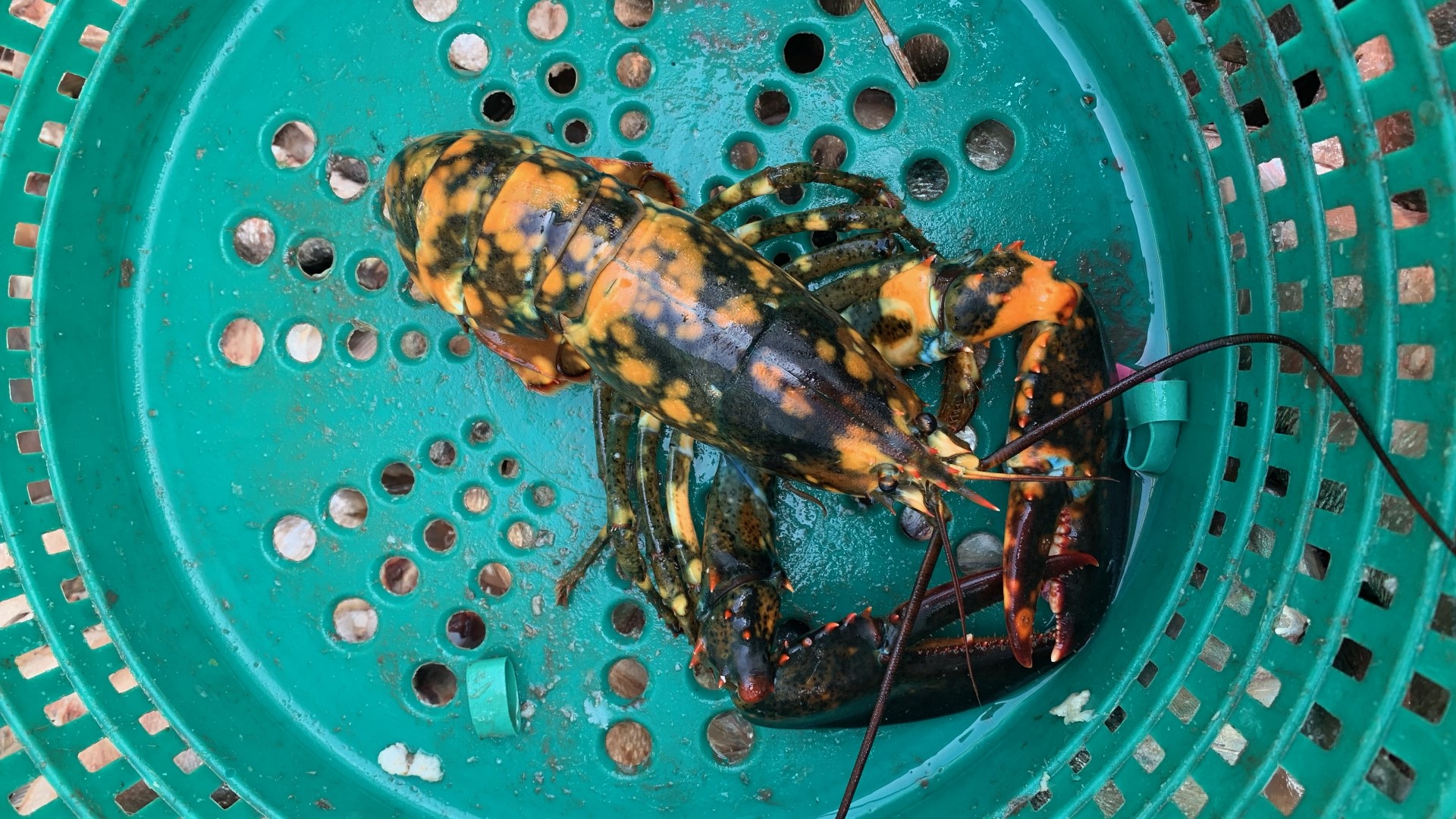 Rare one clawed orange lobster caught in Casco Bay | newscentermaine.com