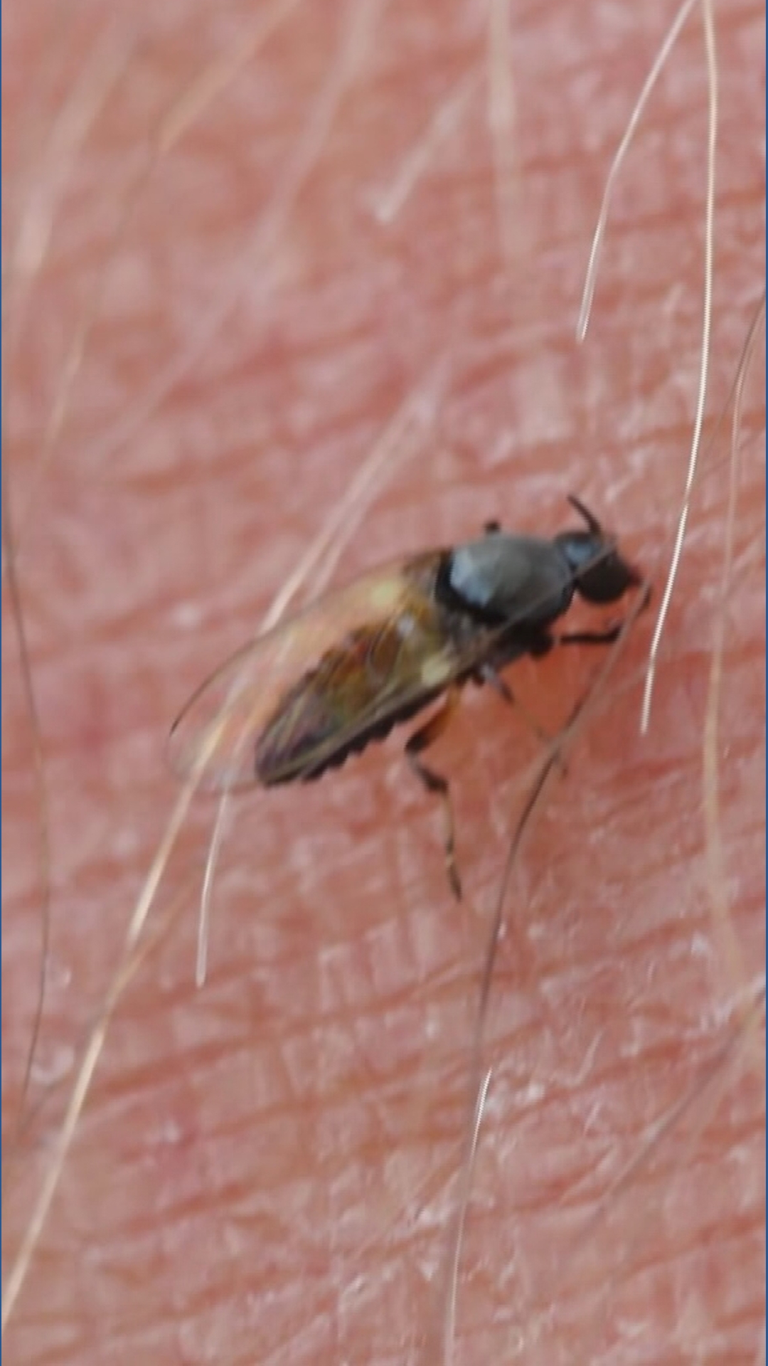 How to survive Maine's black fly season | newscentermaine.com