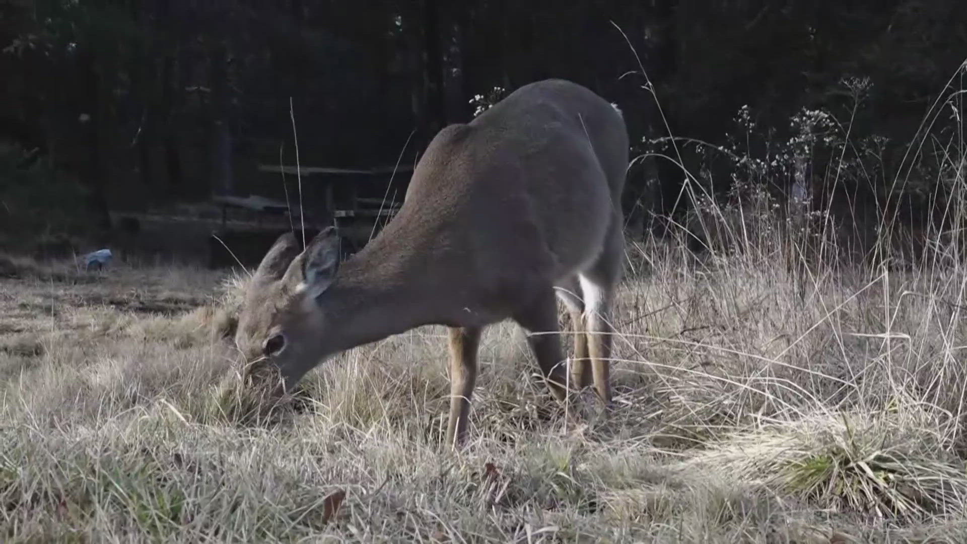 Hunters can buy an extra antlerless deer permit starting Sept. 16 | newscentermaine.com