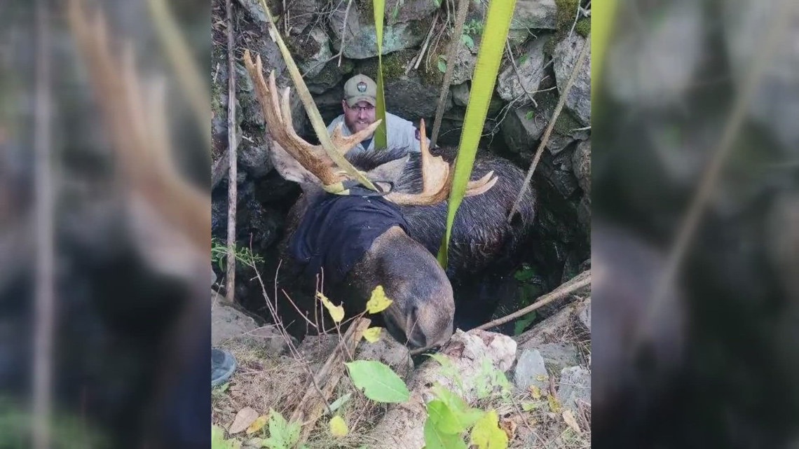 How a bull moose stuck in a hidden well sparked a Down East community ...