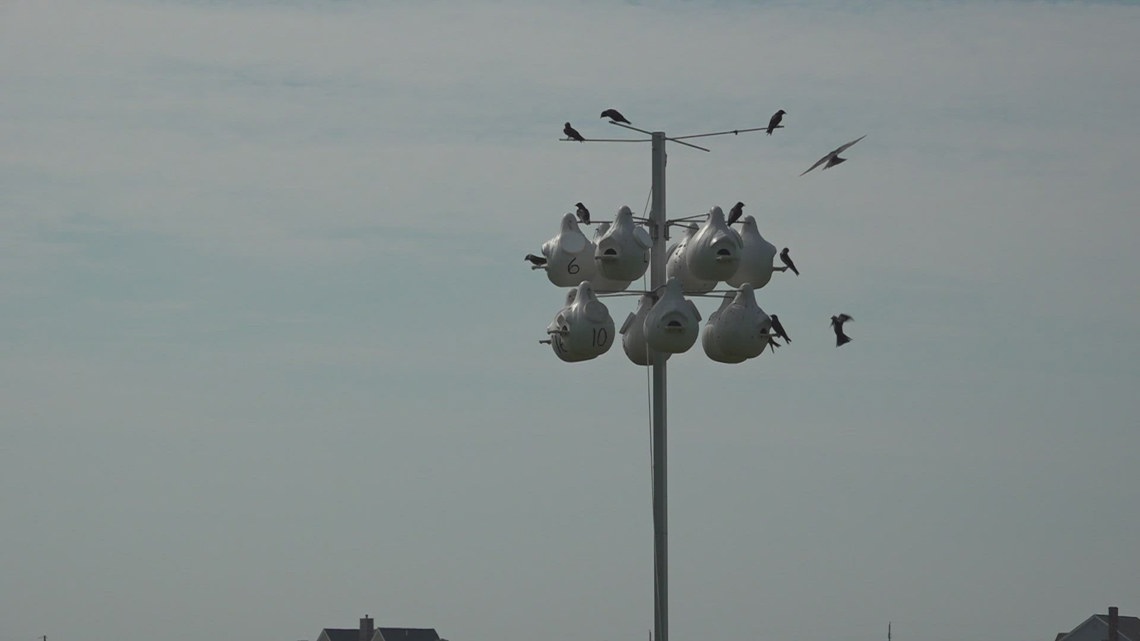 York County Audubon is growing the population of a declining bird ...