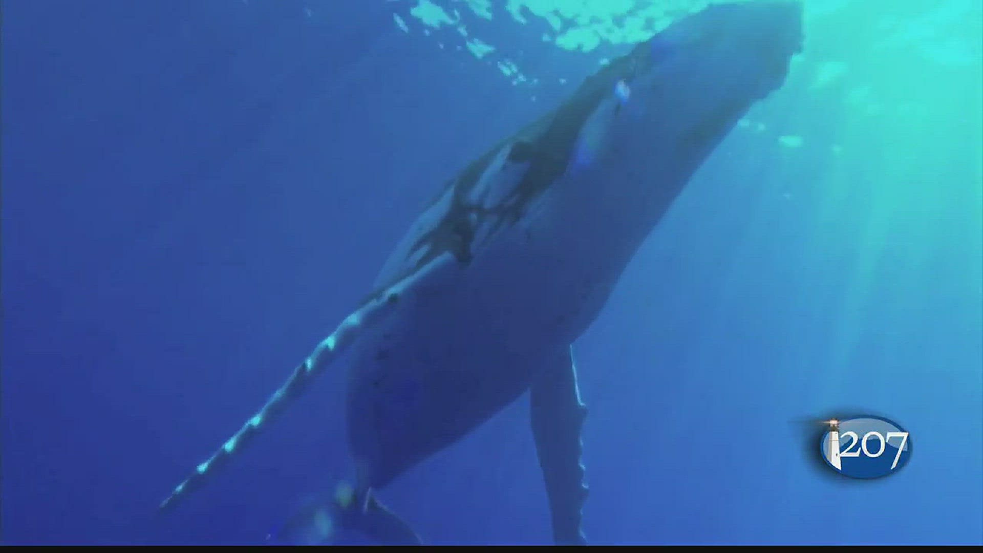 Biologist dedicates life to protecting humpback whales ...
