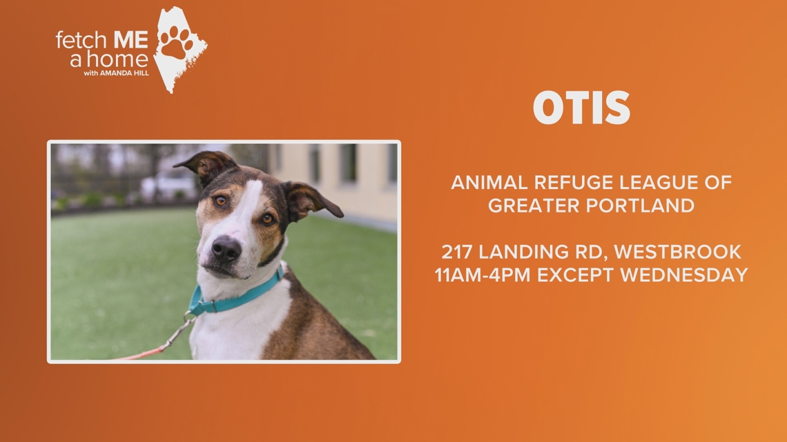 Fetch ME a Home: Otis is a loveable pup | newscentermaine.com