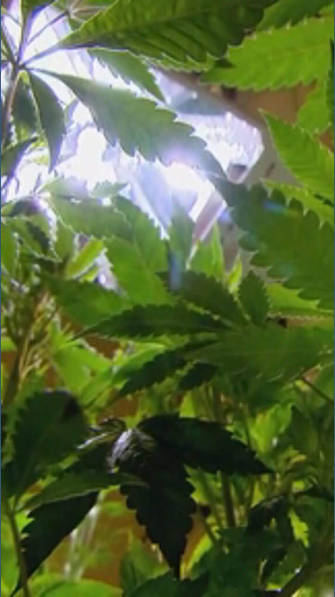 Newly approved petition could spell the end of recreational cannabis ...