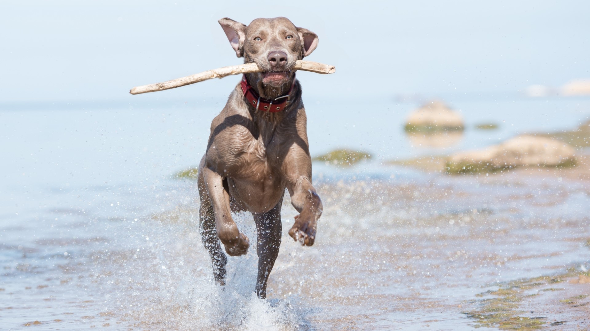 Paws on the sand: What Maine beaches allow dogs in the summer ...