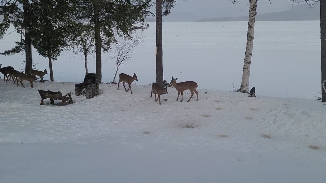 Playful deer on Moosehead Lake | newscentermaine.com