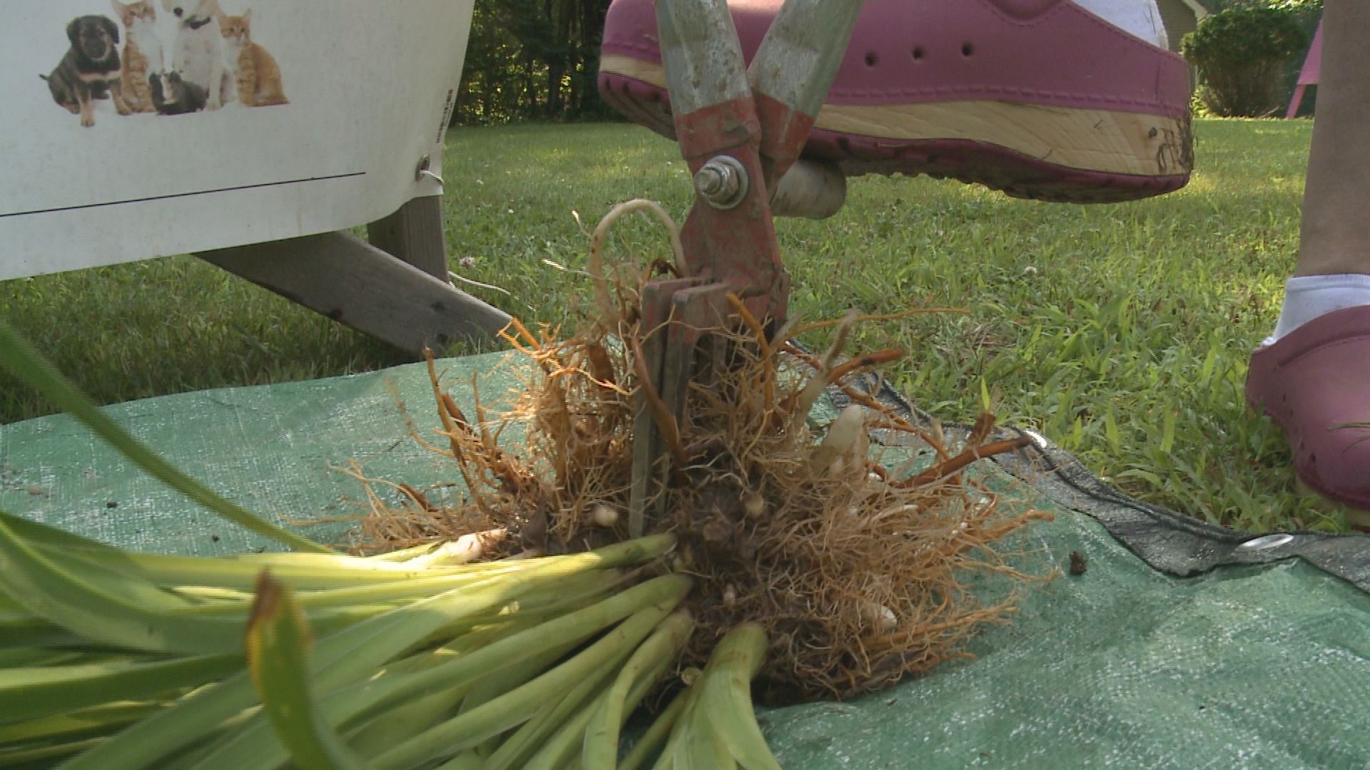 Gardening with Gutner learns how to take care of daylilies ...