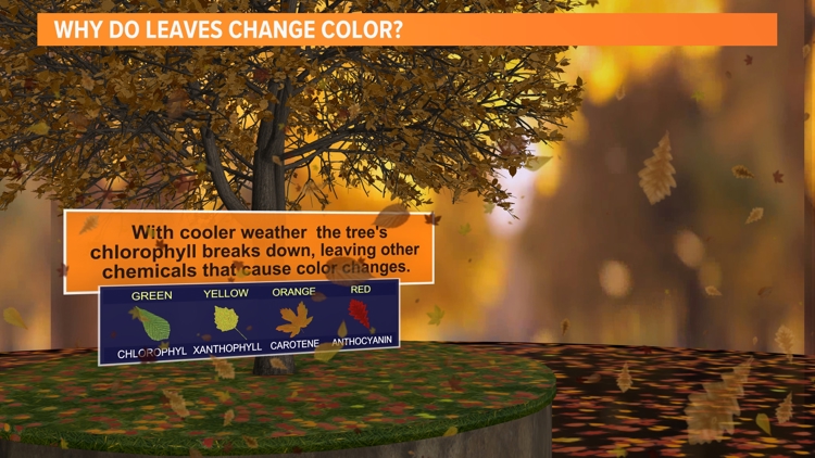 Maine foliage report: Leaves beginning to change across Maine ...