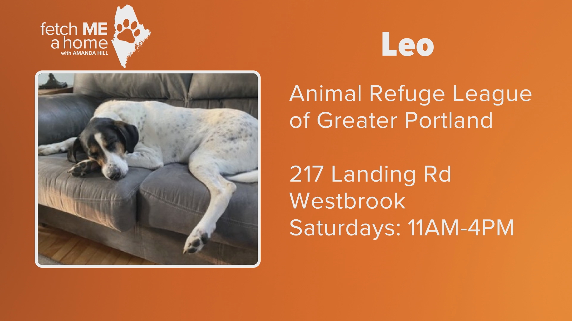 Fetch ME a Home: Leo is cuddly couch potato | newscentermaine.com