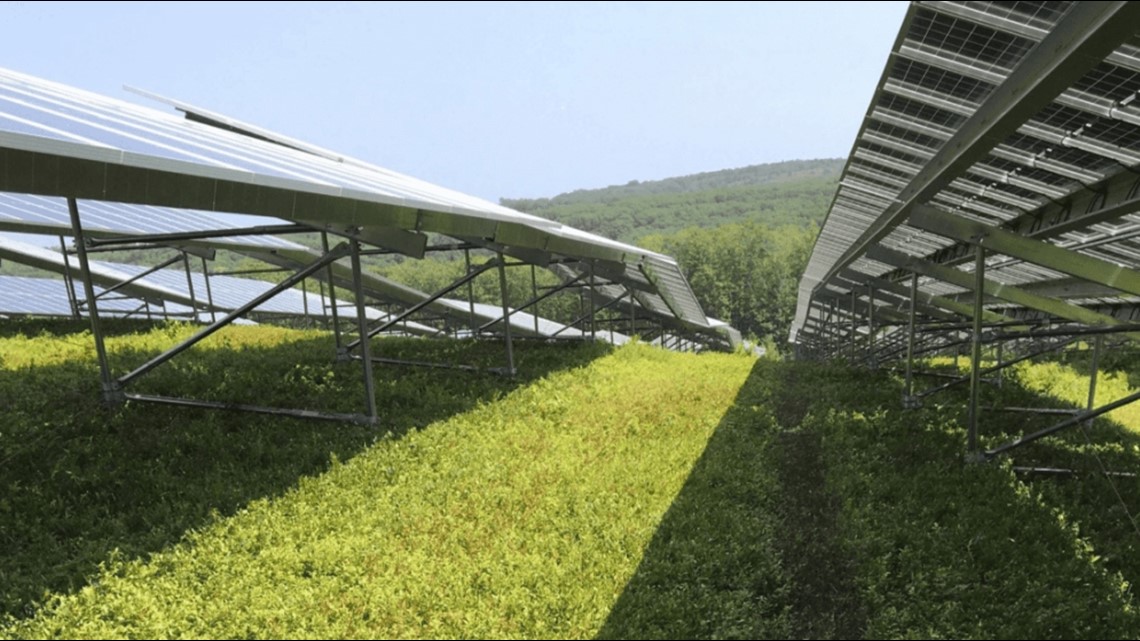 Can a Rockport farm generate solar power and blueberries at once ...