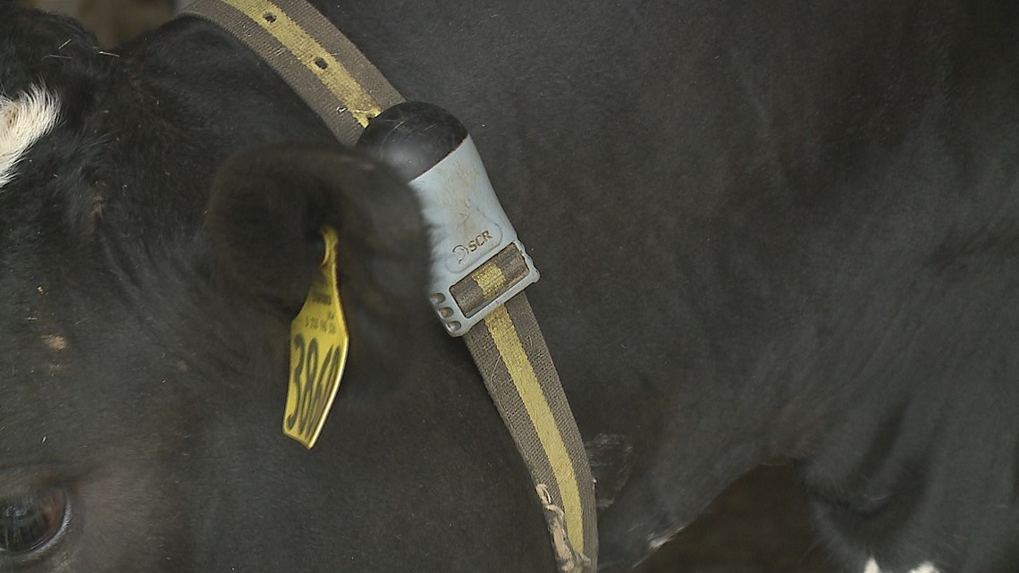 'Fitbit-like' technology helps farmers track cattle's health ...