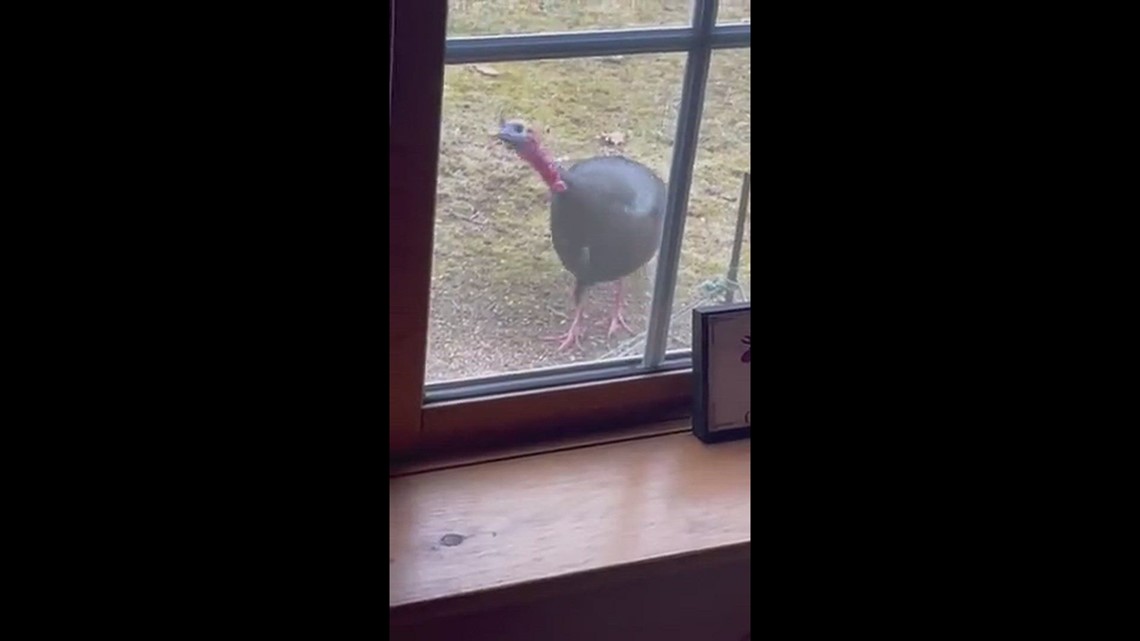 Hungry Turkey | newscentermaine.com