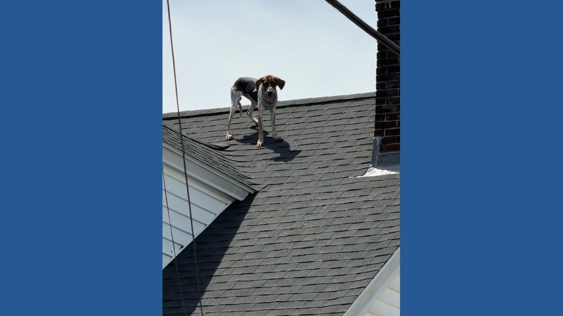 Westbrook Fire Department rescues dog stuck on apartment building roof ...