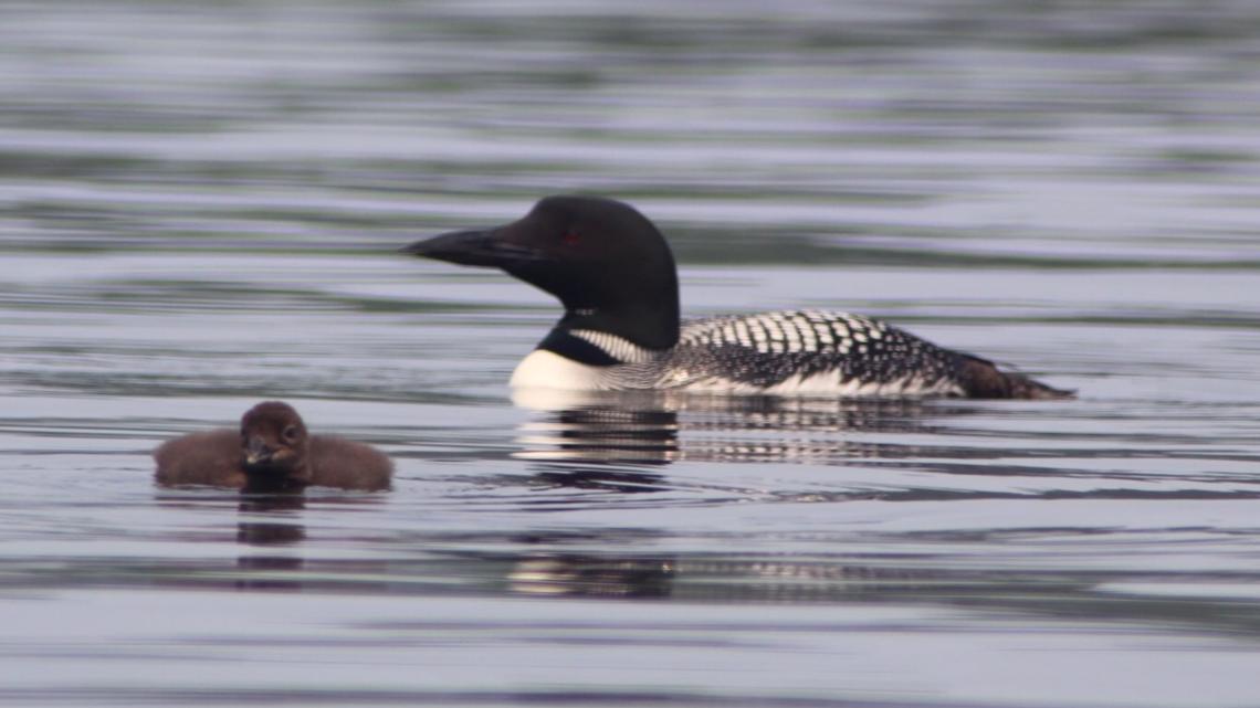 Maine Audubon releases loon population data for 2021 | newscentermaine.com