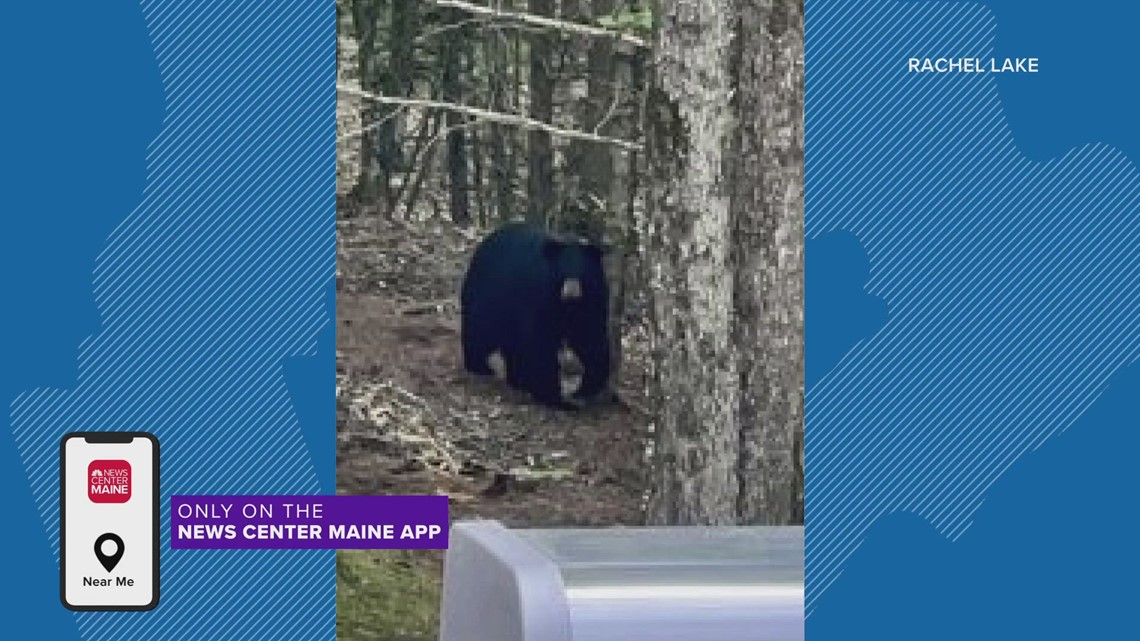 Bear spotted in Naples resident's back yard | newscentermaine.com