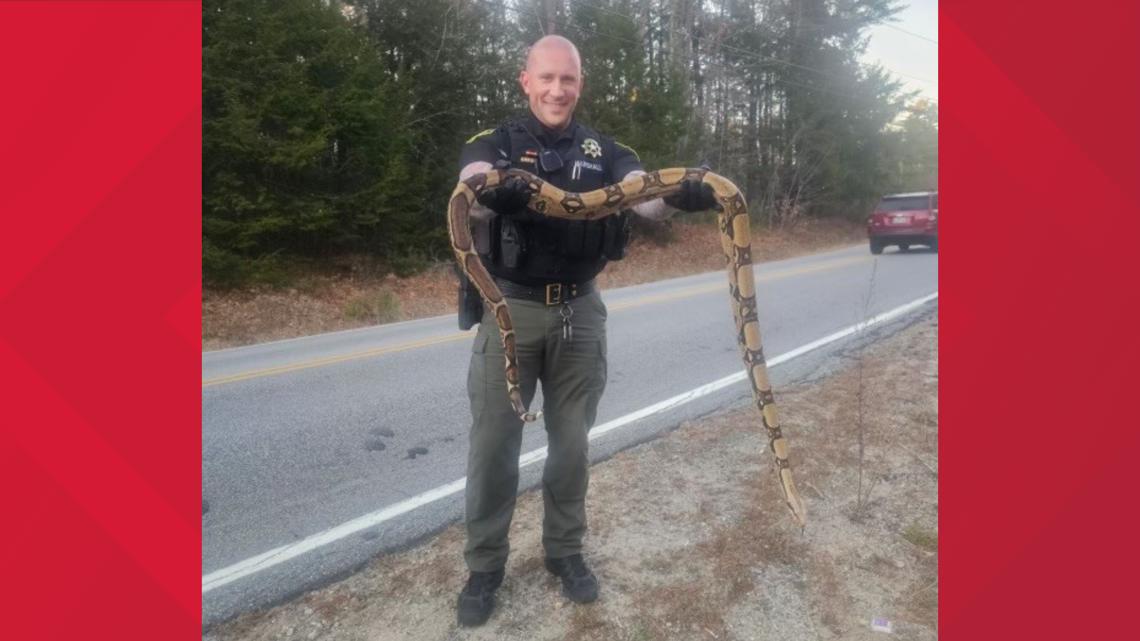 Eight-foot snake found loose in Shapleigh, Maine | newscentermaine.com