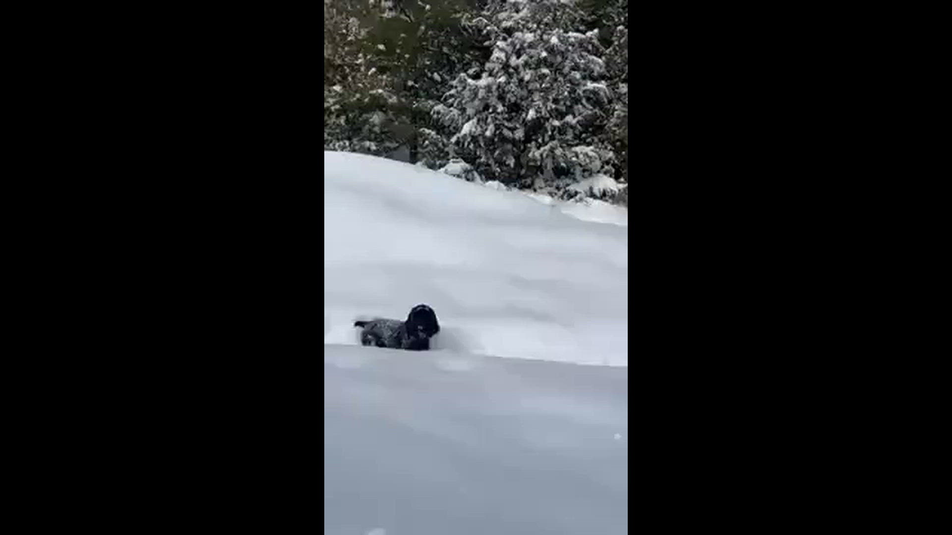 Snow Hound | newscentermaine.com