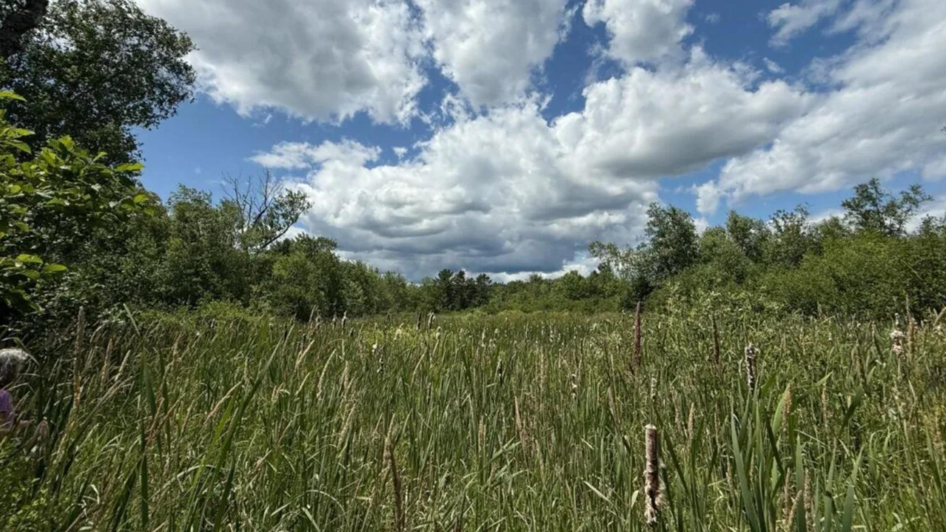 Shady land deal in Belfast as a conservation easement goes missing ...