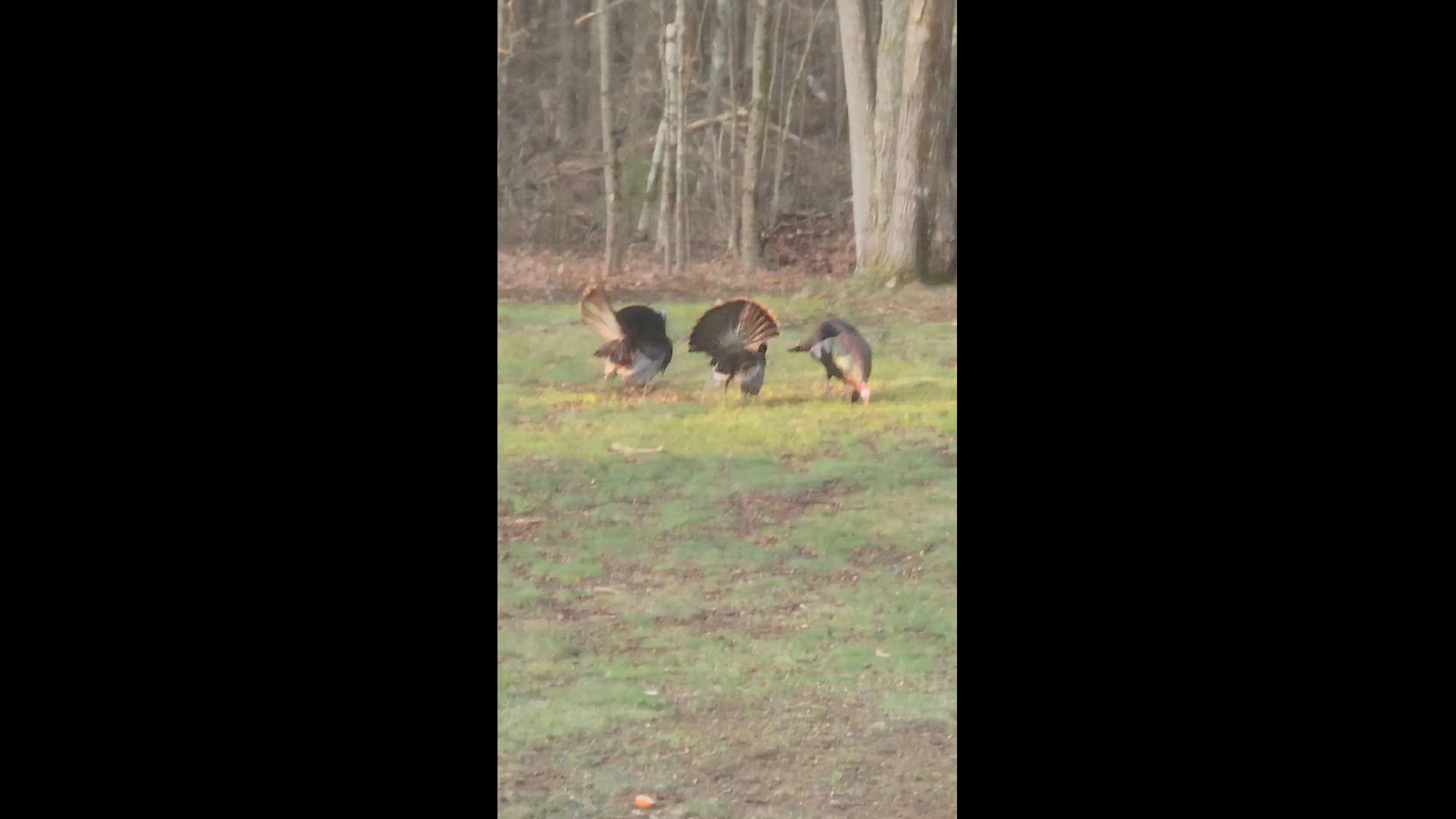 Turkey love | newscentermaine.com