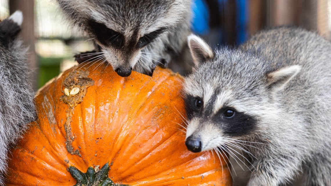 Raccoons and their pumpkin | newscentermaine.com