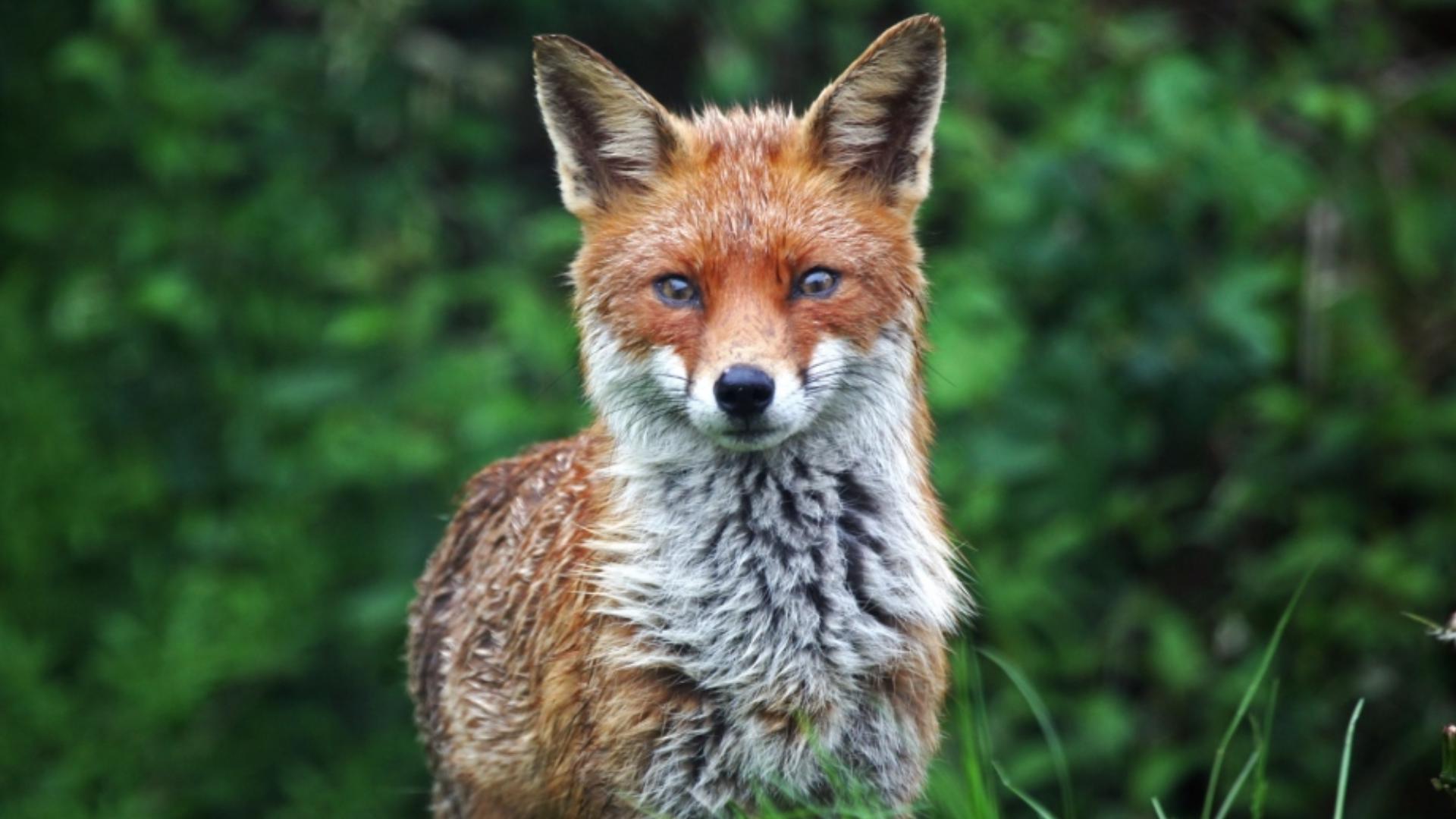 Fox spotted in Bath, Maine is not a threat, officials say ...