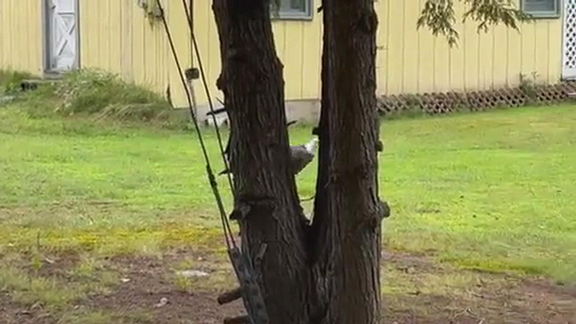 Regal visitor | newscentermaine.com