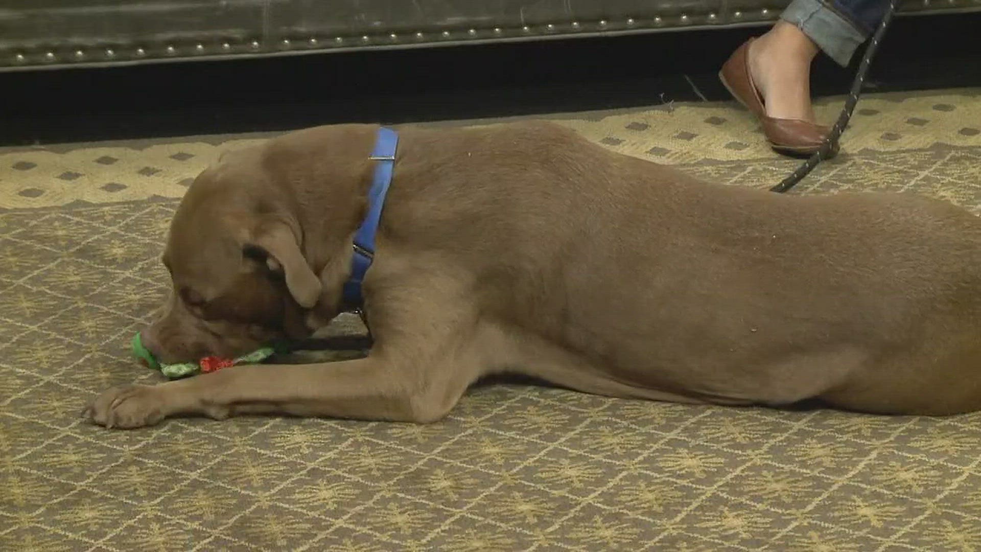 Fetch ME a Home | newscentermaine.com