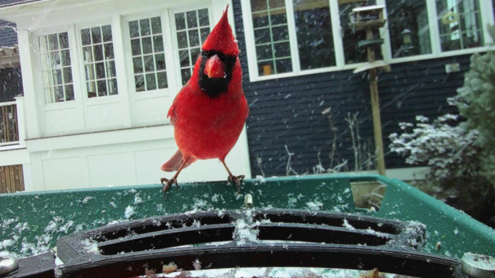 Smart bird feeders gaining popularity, sparking interest in bird ...