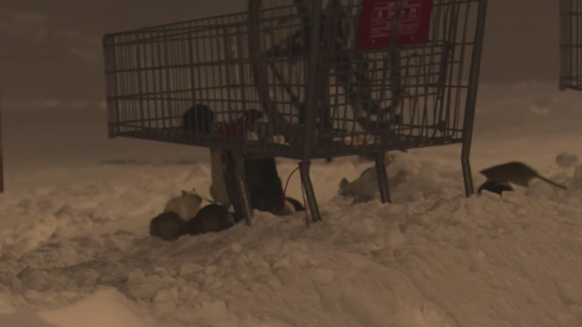 Rats populate former Portland homeless encampment cleared last week ...