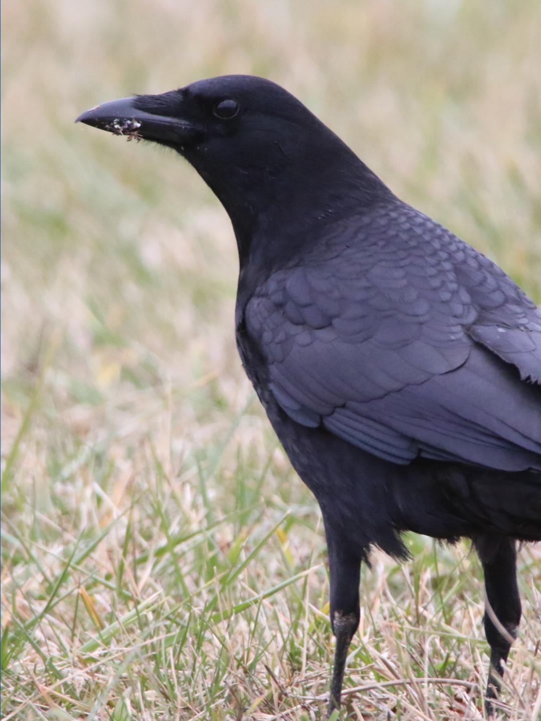 Two crows in Brewer, Maine test positive for West Nile Virus ...